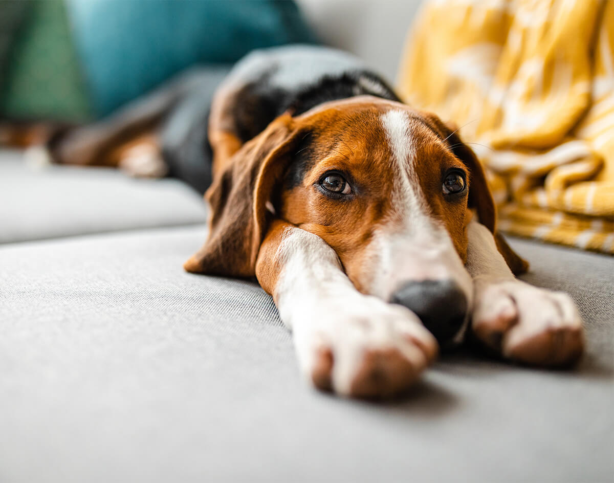 Home | Xcel Energy | Official Site